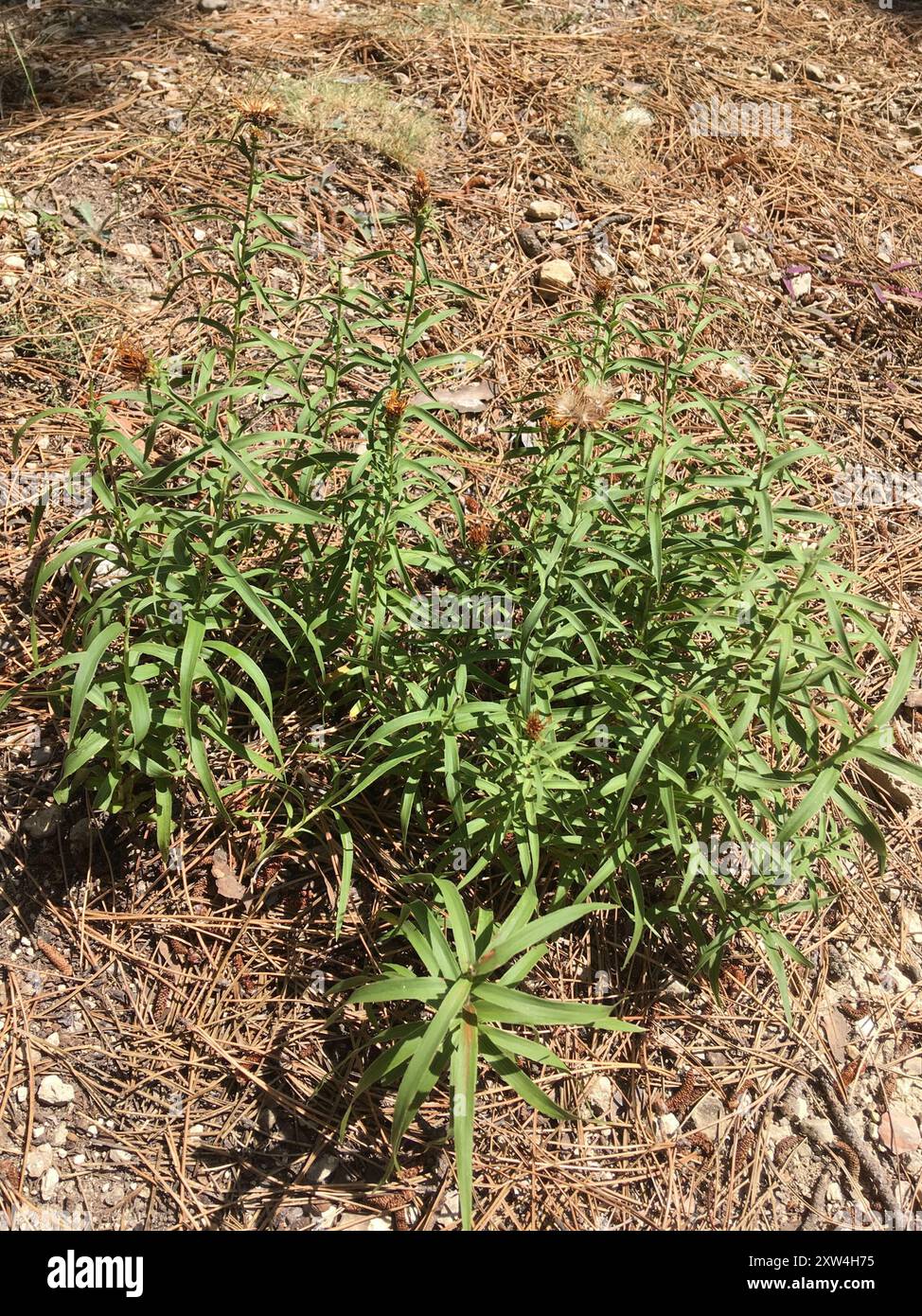 Sword-leaved Inula (Pentanema ensifolium) Plantae Stock Photo - Alamy