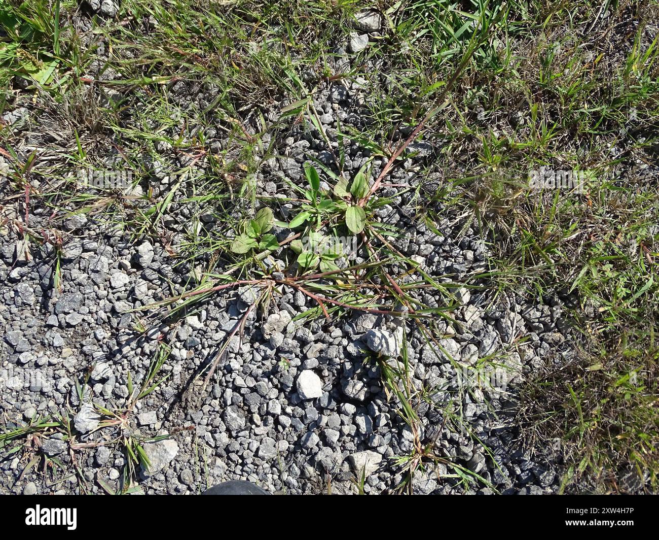 Smooth Witchgrass (Panicum dichotomiflorum) Plantae Stock Photo - Alamy