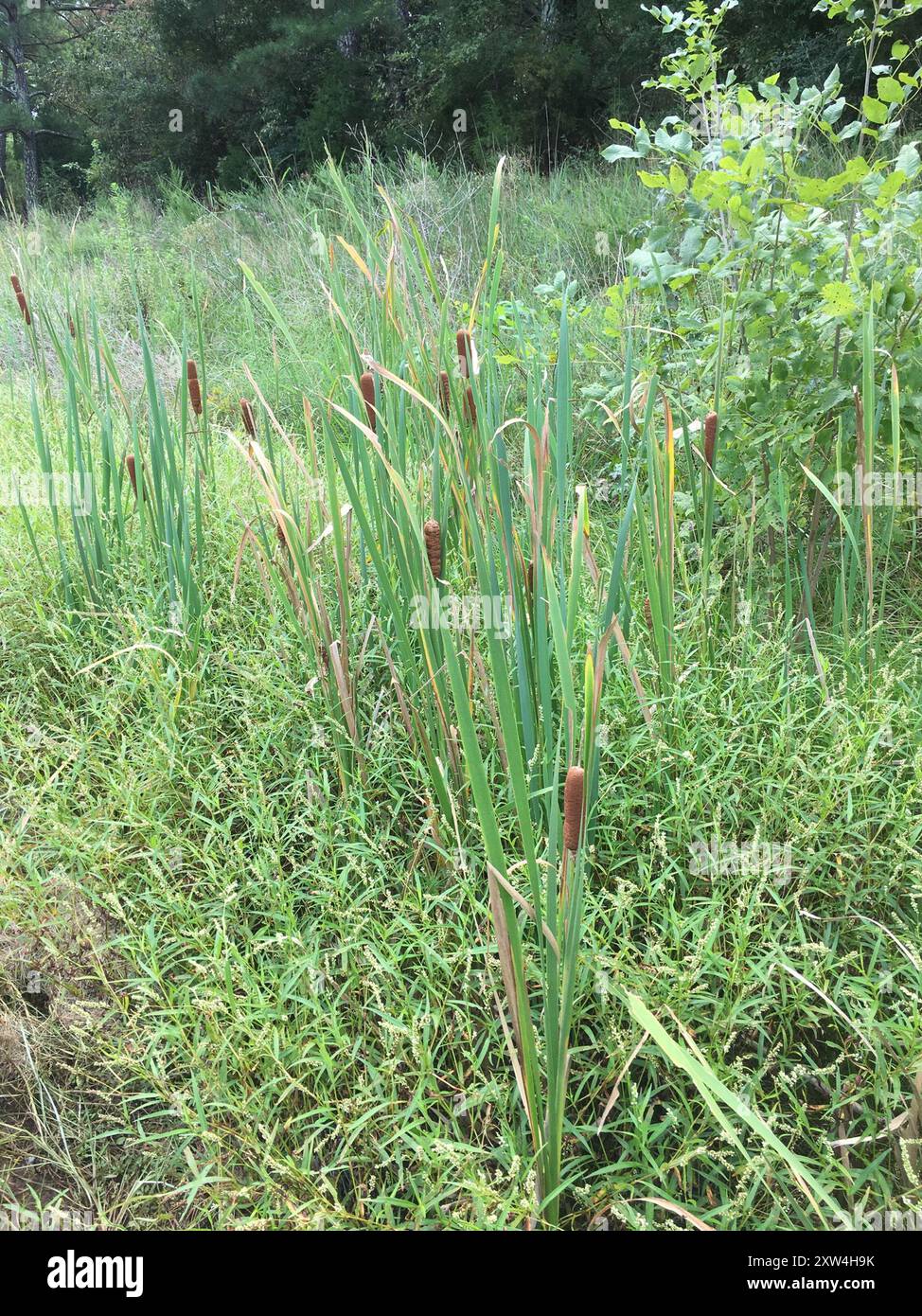 broadleaf cattail (Typha latifolia) Plantae Stock Photo - Alamy