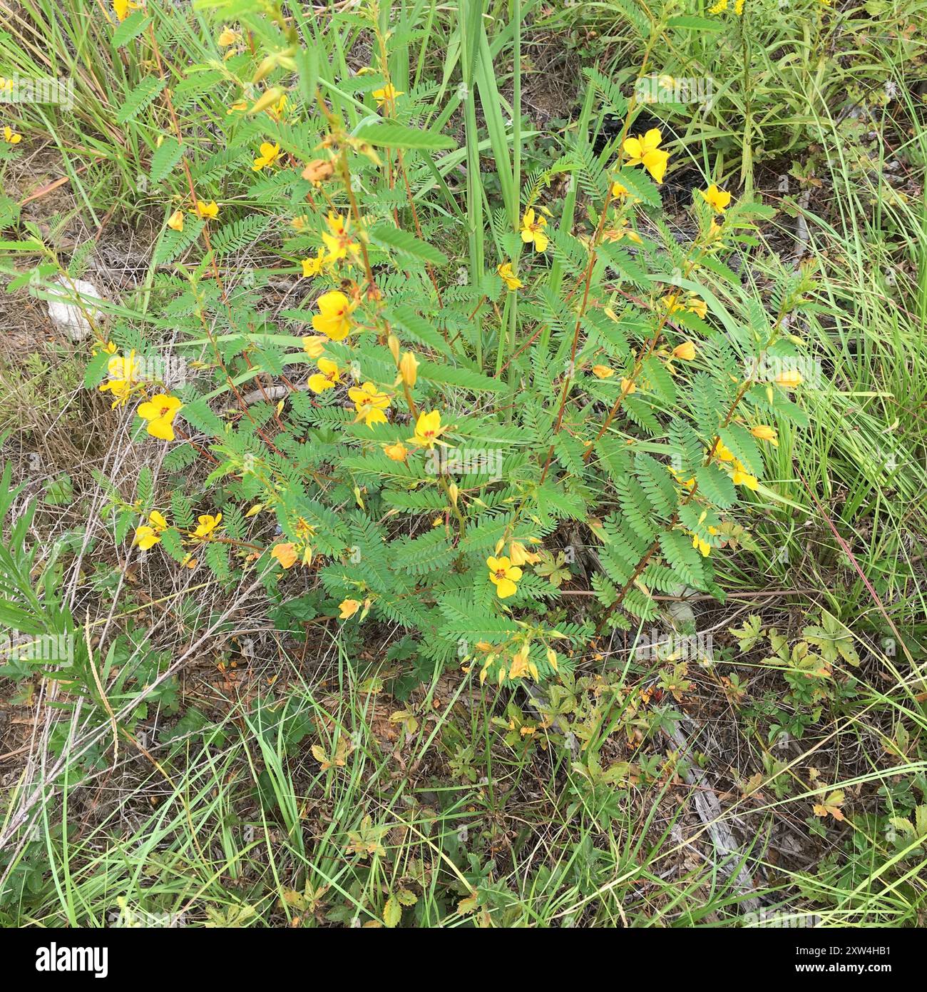 partridge pea (Chamaecrista fasciculata) Plantae Stock Photo - Alamy
