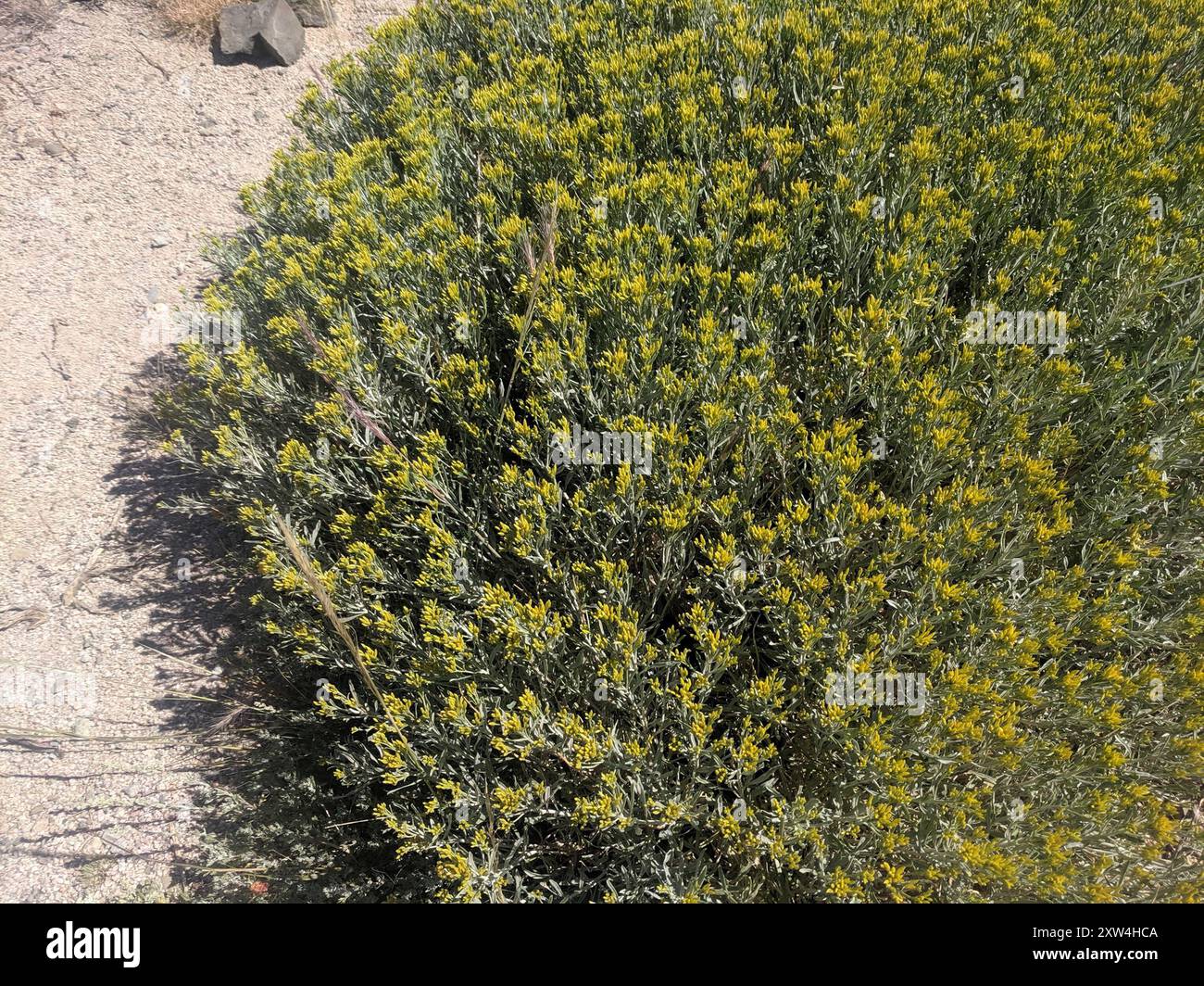 Rubber Rabbitbrush (Ericameria nauseosa) Plantae Stock Photo - Alamy