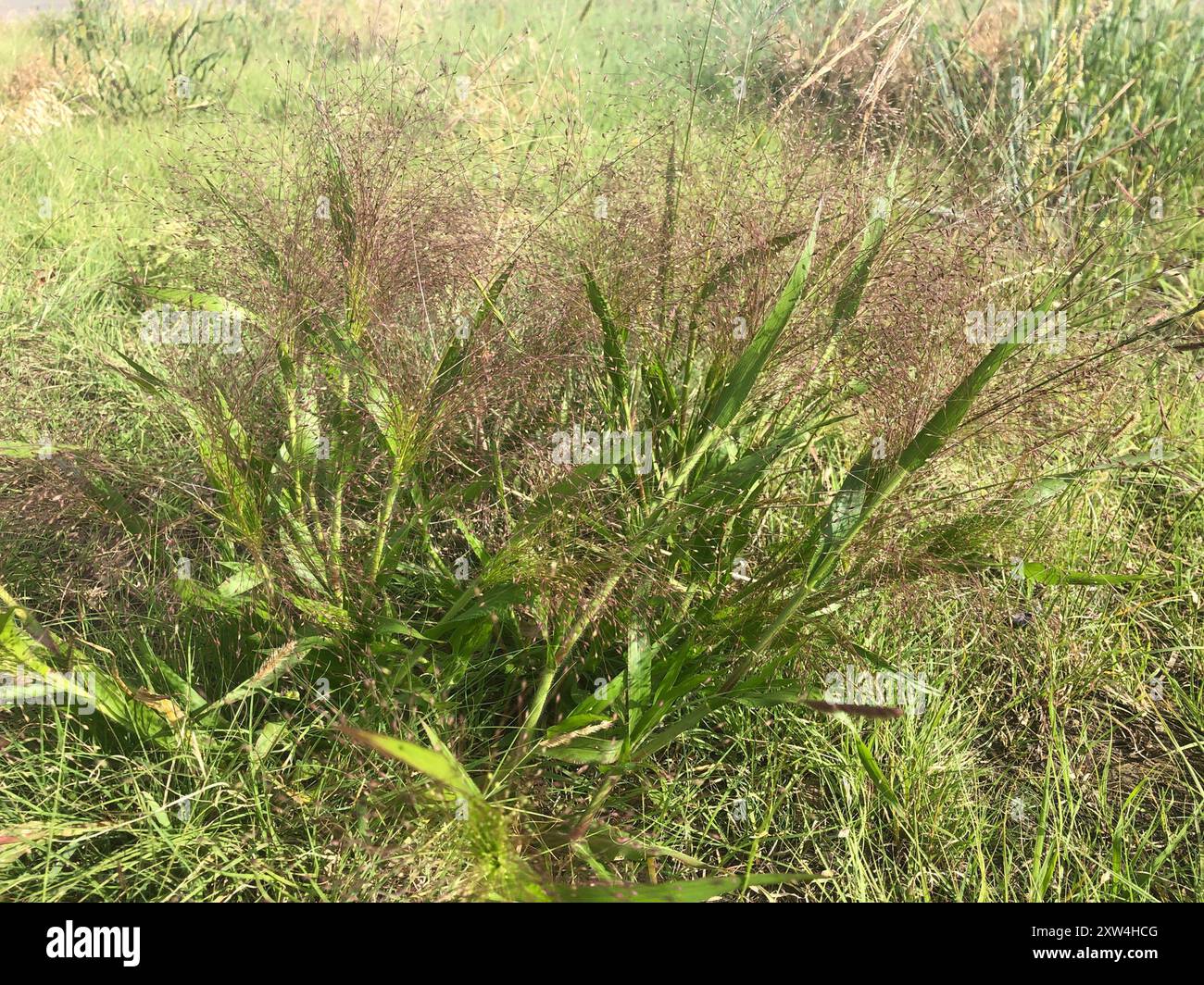 witch grass (Panicum capillare) Plantae Stock Photo - Alamy