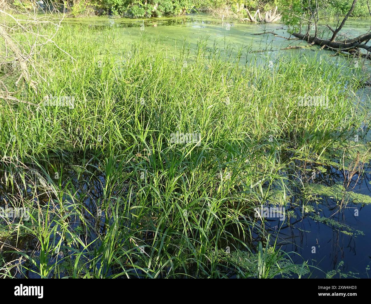 river bulrush (Bolboschoenus fluviatilis) Plantae Stock Photo - Alamy