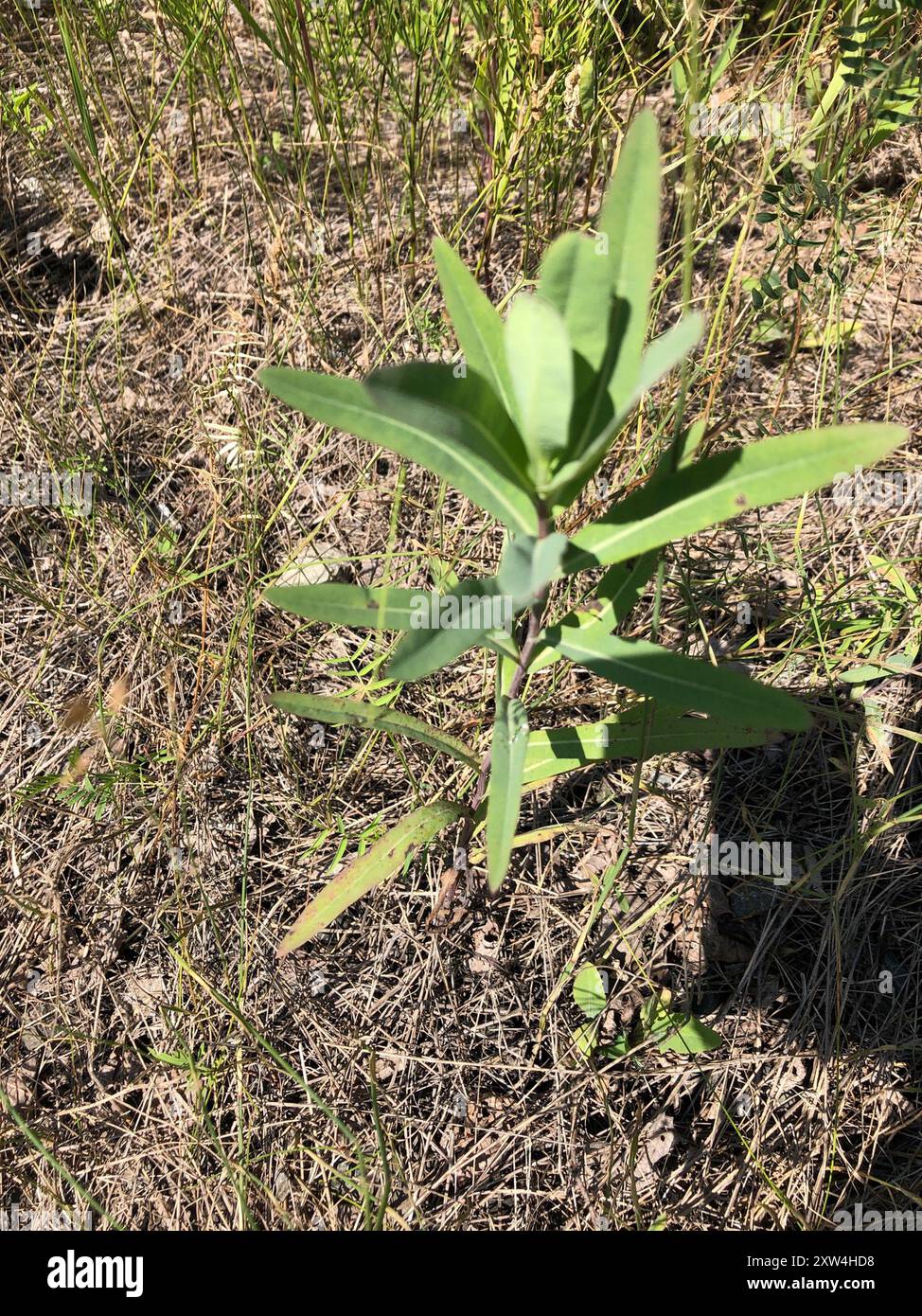 dogbane family (Apocynaceae) Plantae Stock Photo - Alamy