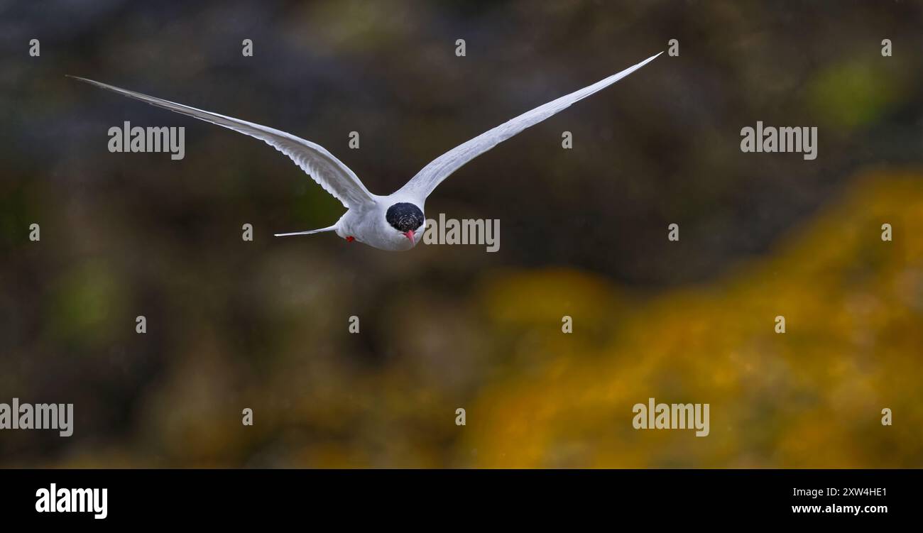 Long tailed tern hi-res stock photography and images - Alamy
