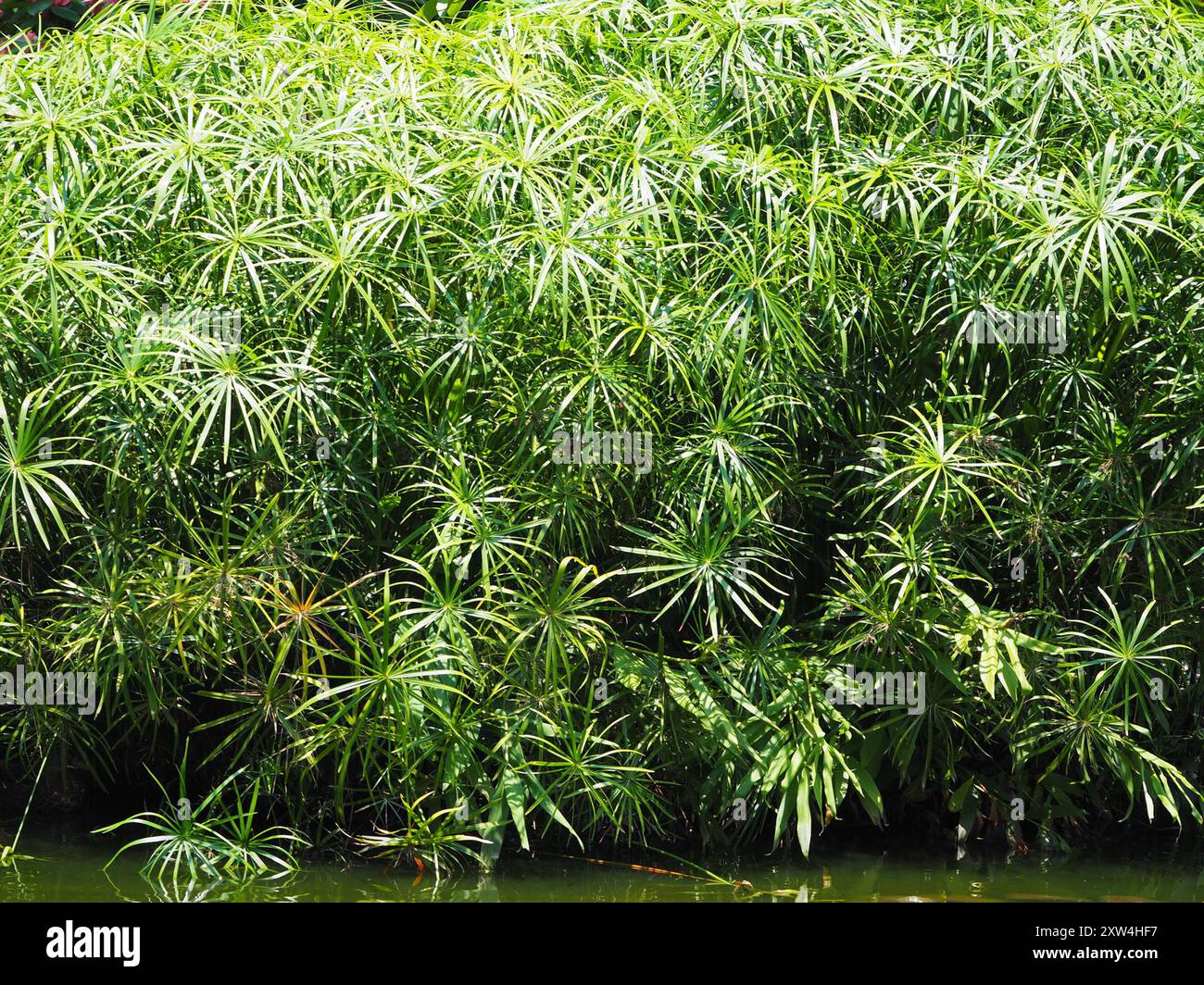 Umbrella papyrus (Cyperus alternifolius flabelliformis) Plantae Stock ...