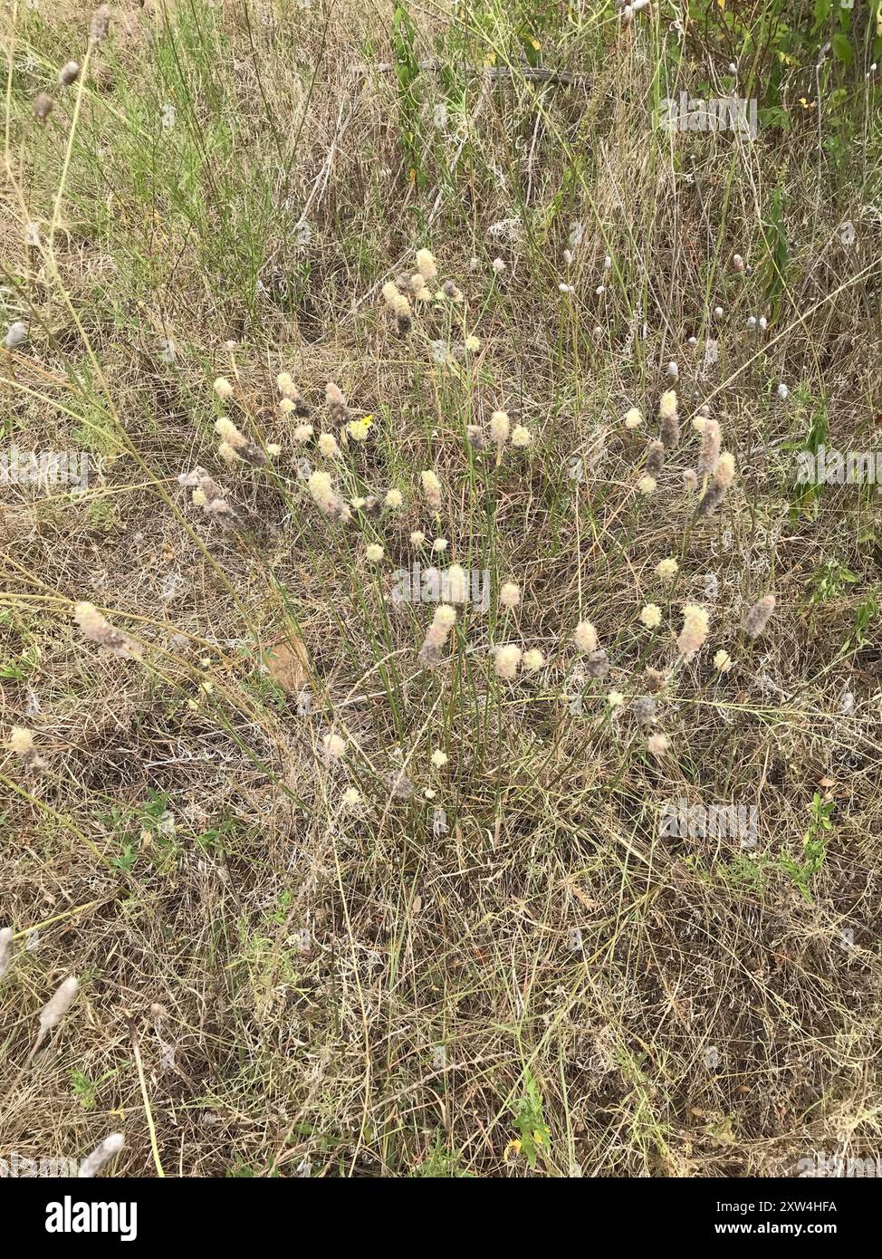 Golden dalea hi-res stock photography and images - Alamy