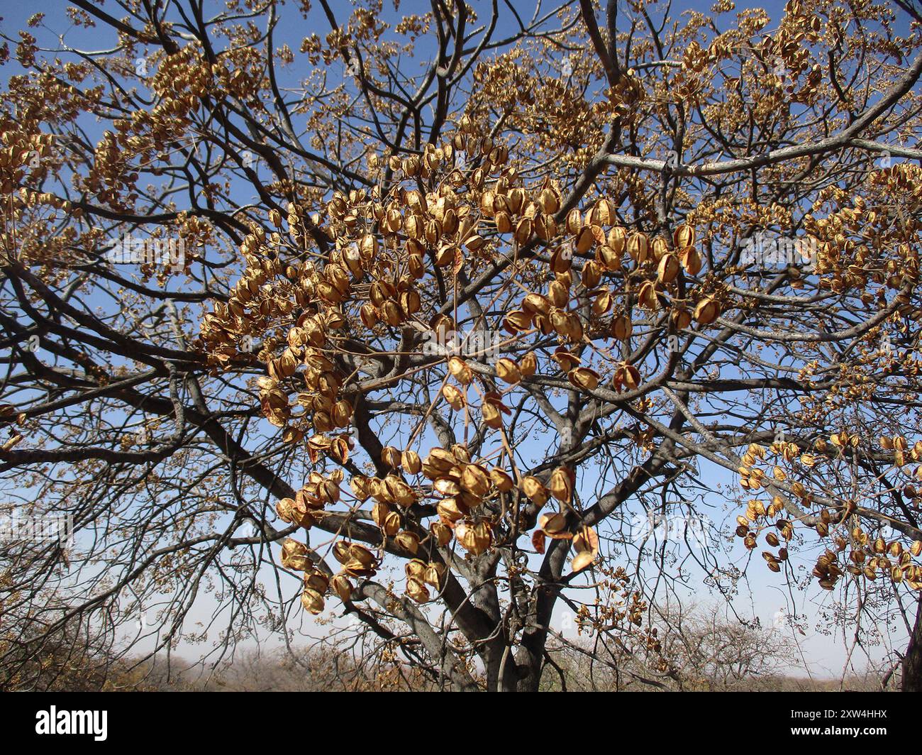 Kirkia (Kirkia acuminata) Plantae Stock Photo - Alamy