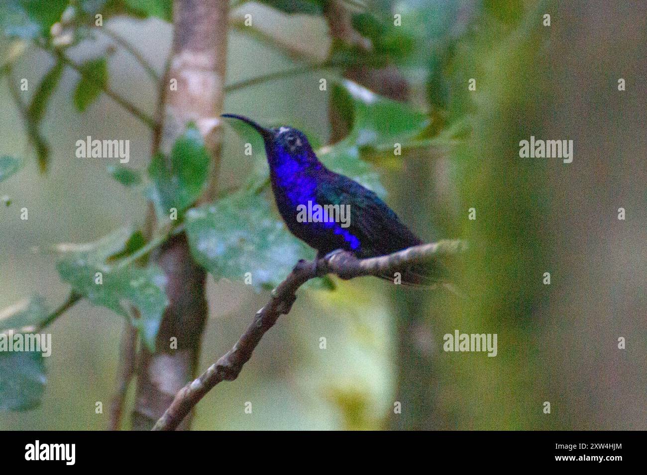 Violet Sabrewing (Campylopterus hemileucurus) Aves Stock Photo - Alamy