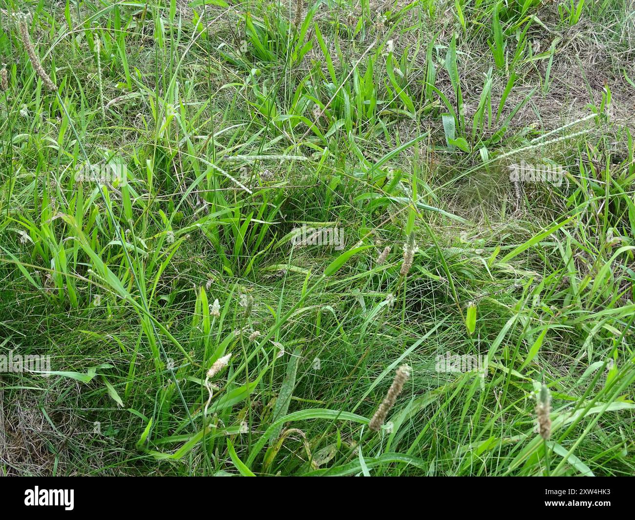 Thin Paspalum (Paspalum setaceum) Plantae Stock Photo - Alamy