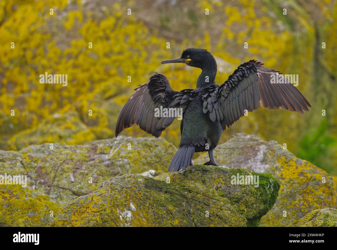 Shag on the wings hi-res stock photography and images - Alamy