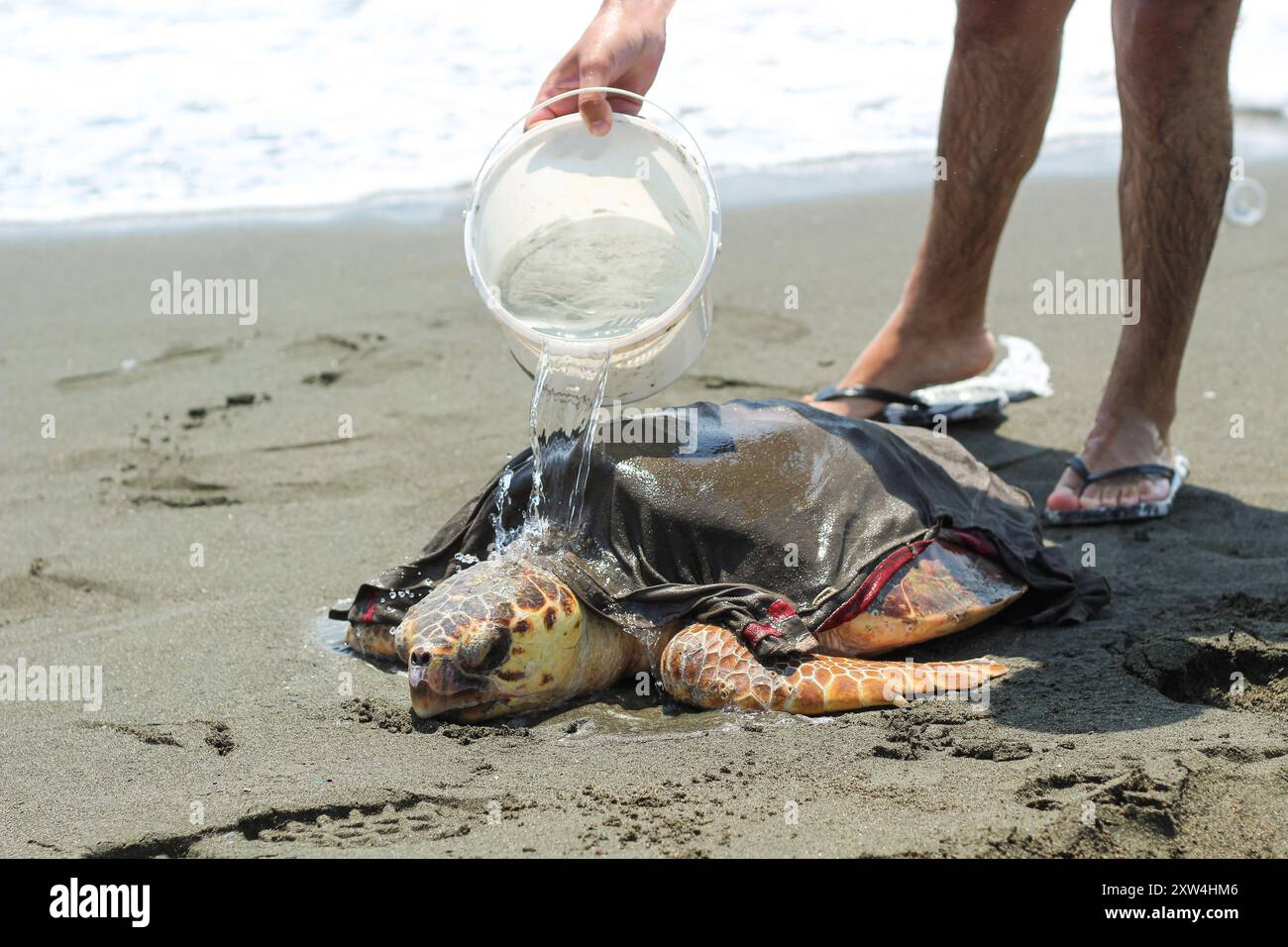 A man trying to keep a tired and sick loggerhead turtle (caretta caretta), washed up on the ...