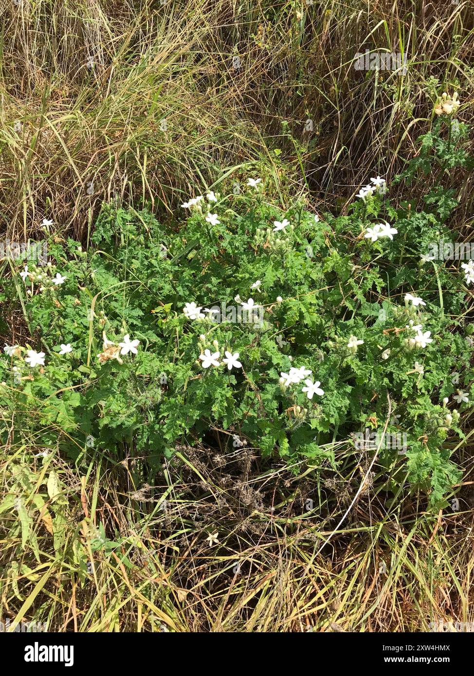 Texas Bull Nettle (Cnidoscolus texanus) Plantae Stock Photo - Alamy