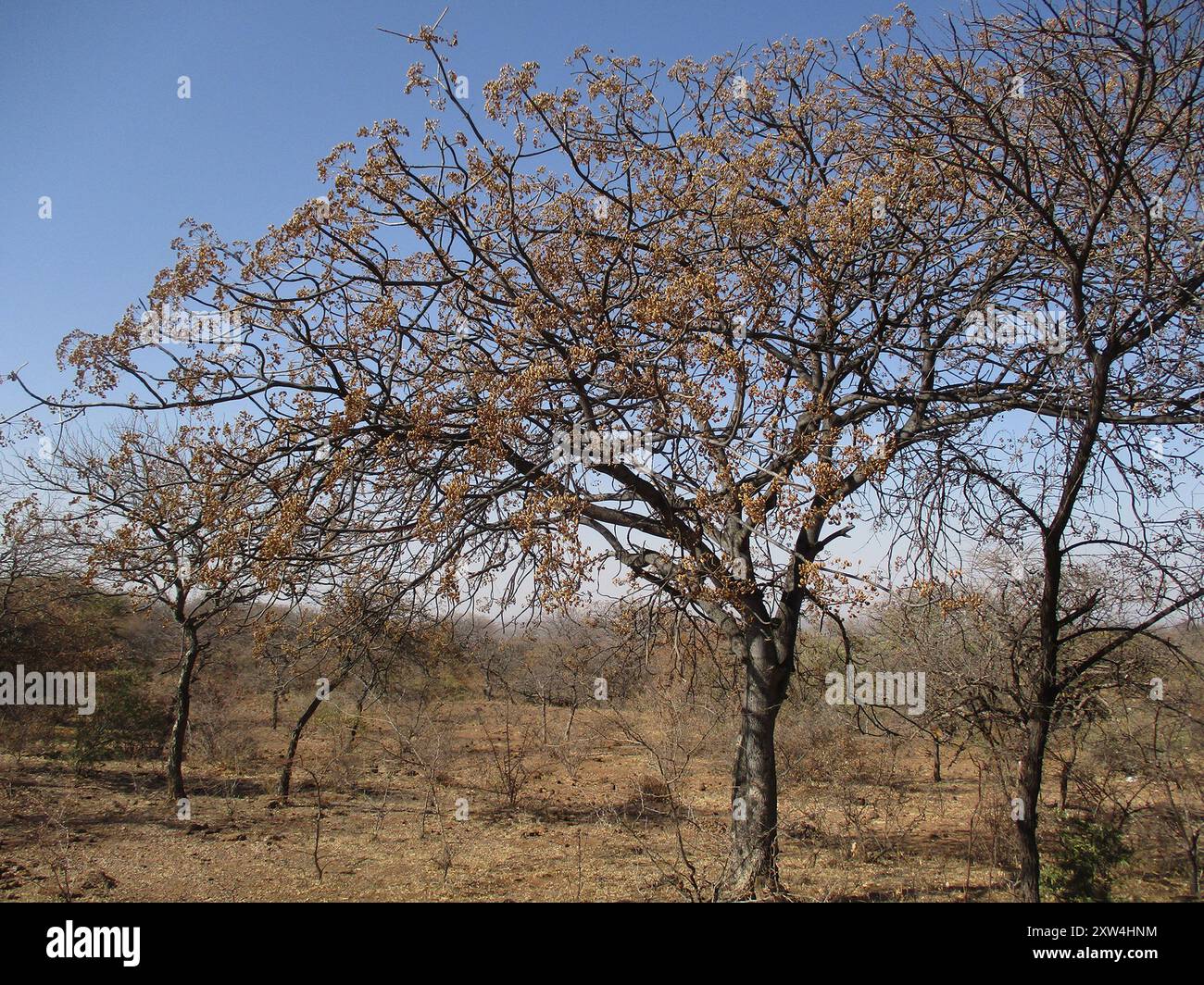 Kirkia (Kirkia acuminata) Plantae Stock Photo - Alamy