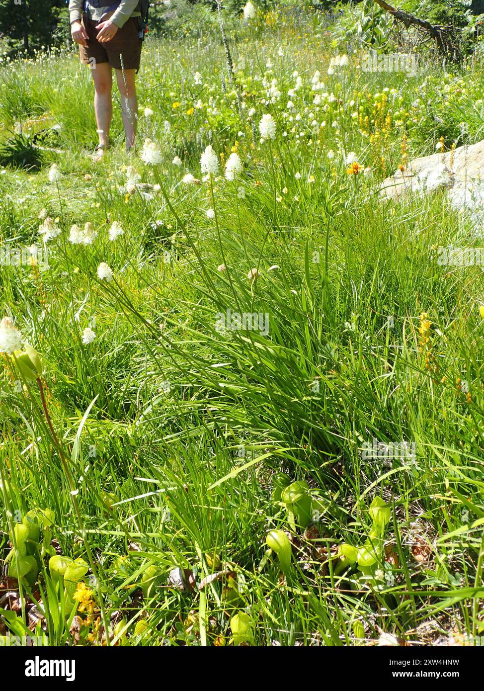 (Triantha occidentalis occidentalis) Plantae Stock Photo - Alamy