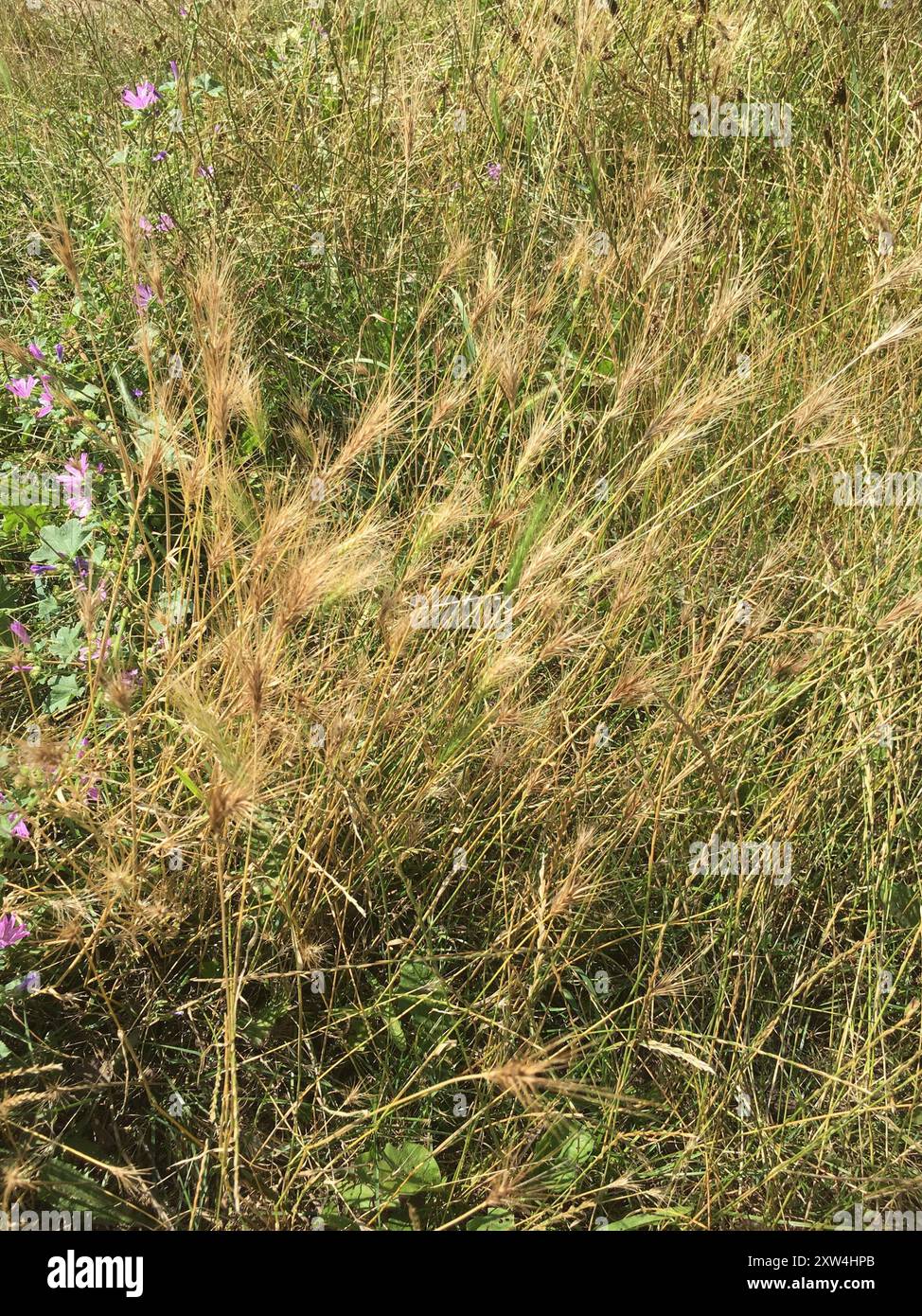 wall barley (Hordeum murinum) Plantae Stock Photo - Alamy