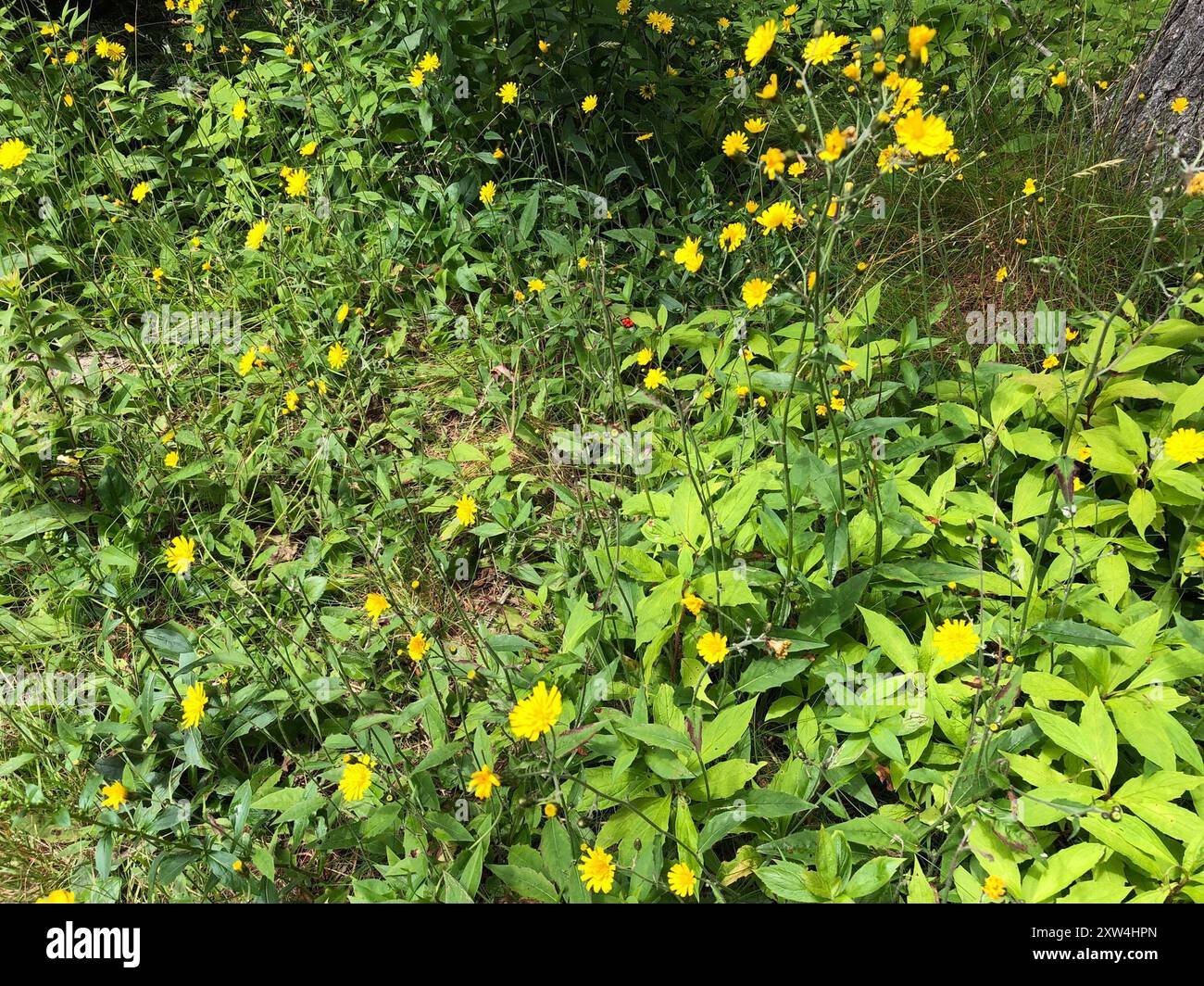 common hawkweed (Hieracium lachenalii) Plantae Stock Photo - Alamy