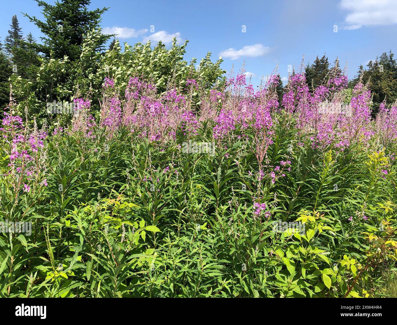 fireweed (Chamaenerion angustifolium) Plantae Stock Photo - Alamy