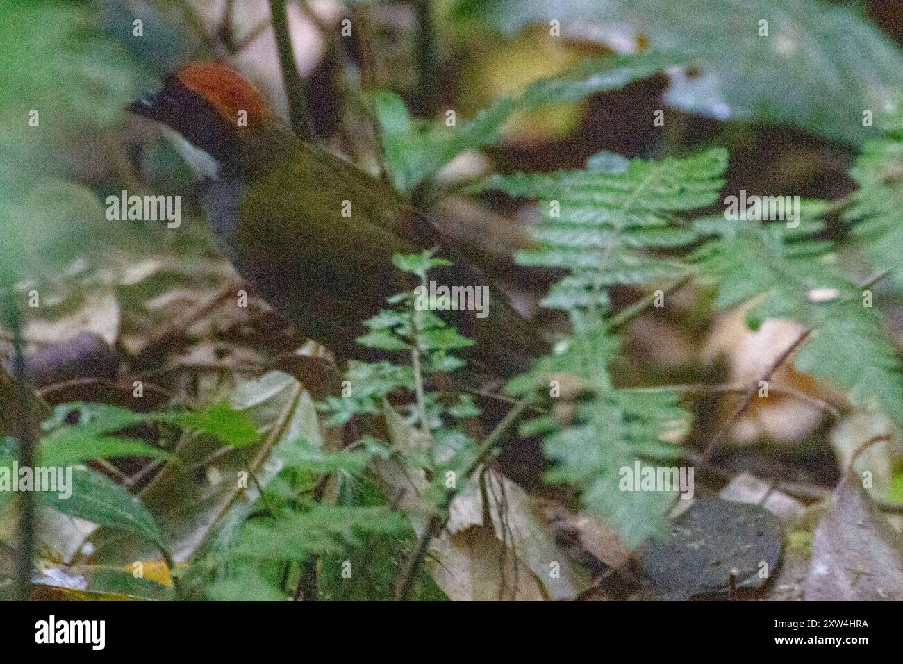 Chestnut-capped Brushfinch (Arremon brunneinucha) Aves Stock Photo - Alamy