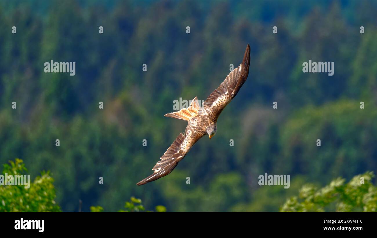 Red kite flight shots hi-res stock photography and images - Alamy