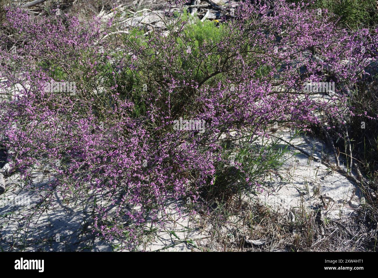 tortoise berry (Muraltia spinosa) Plantae Stock Photo - Alamy