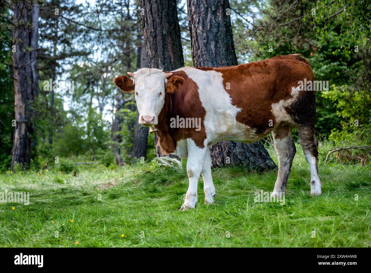 Simmental domestic cow (Bos taurus) grazing in the highlands Stock ...
