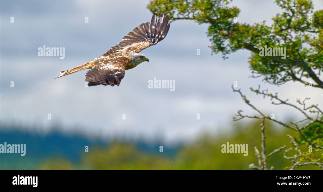 Beautiful shot kites flying hi-res stock photography and images - Alamy