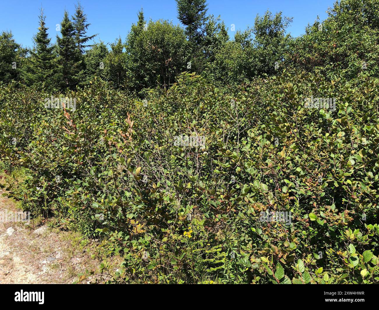 green alder (Alnus alnobetula) Plantae Stock Photo - Alamy