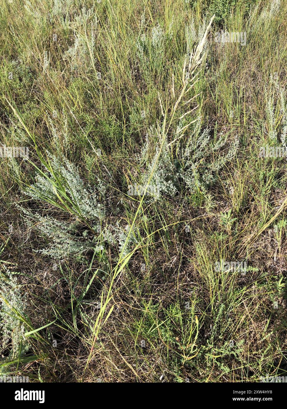prairie sandreed (Sporobolus rigidus rigidus) Plantae Stock Photo - Alamy