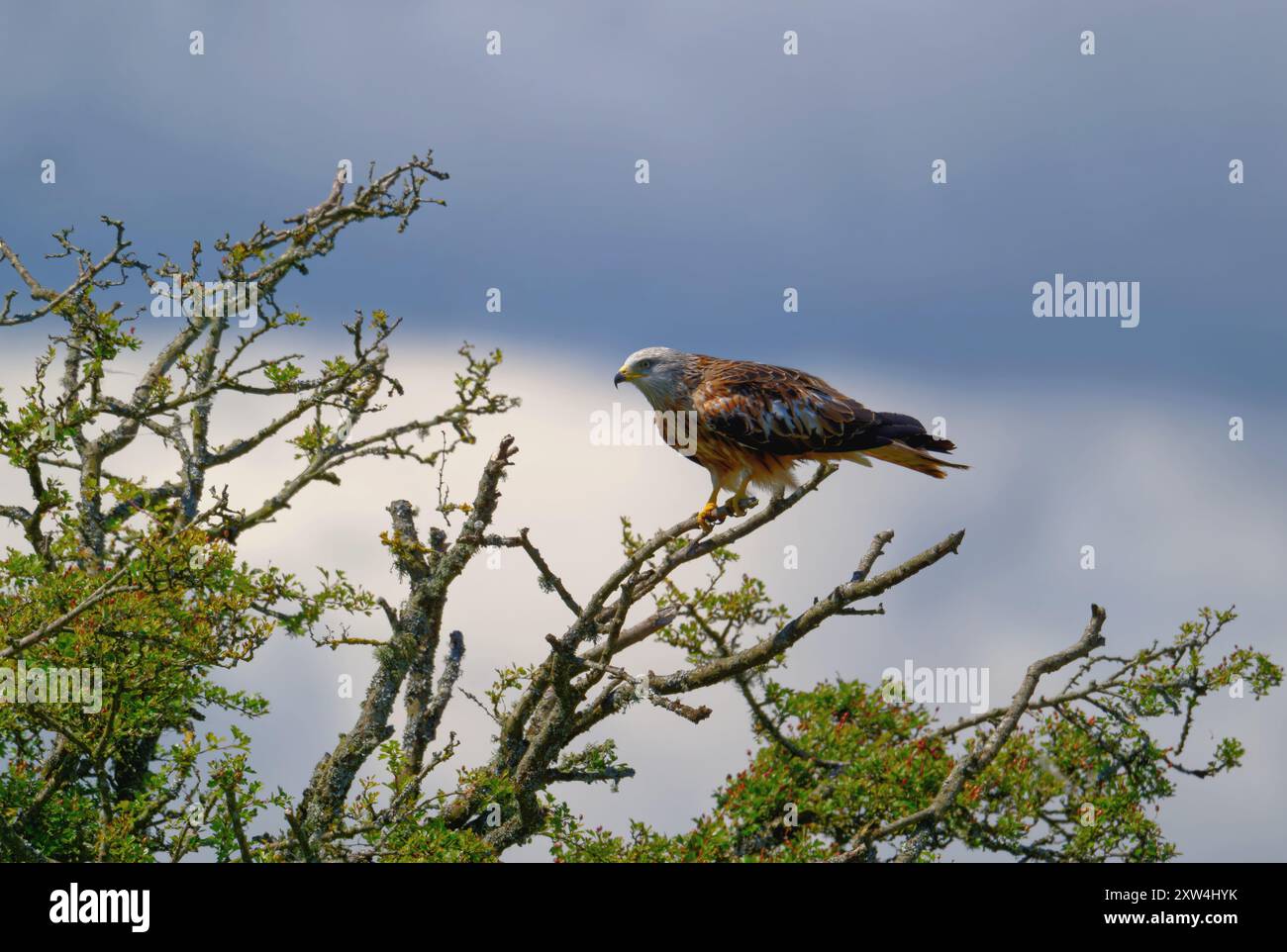 Forest trees backdrop for red kite in flight hi-res stock photography ...