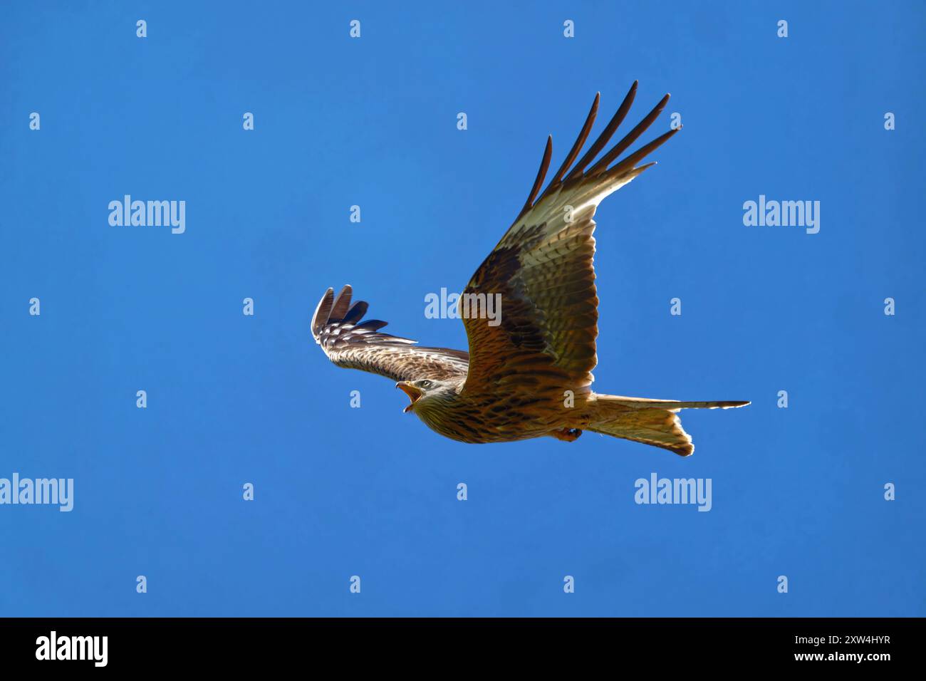 Forest trees backdrop for red kite in flight hi-res stock photography ...