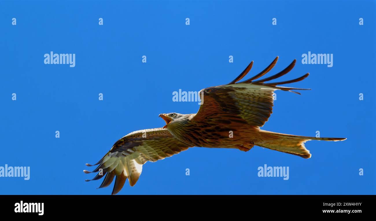 Female red kite hi-res stock photography and images - Alamy