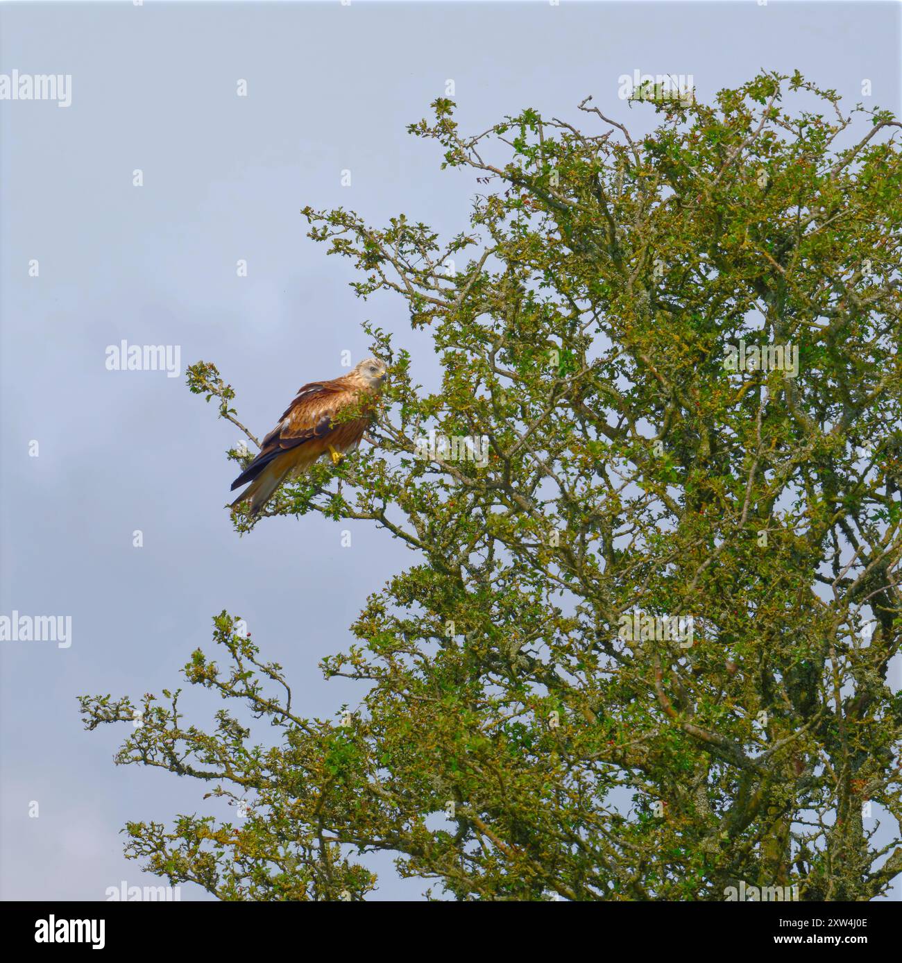 Forest trees backdrop for red kite in flight hi-res stock photography ...