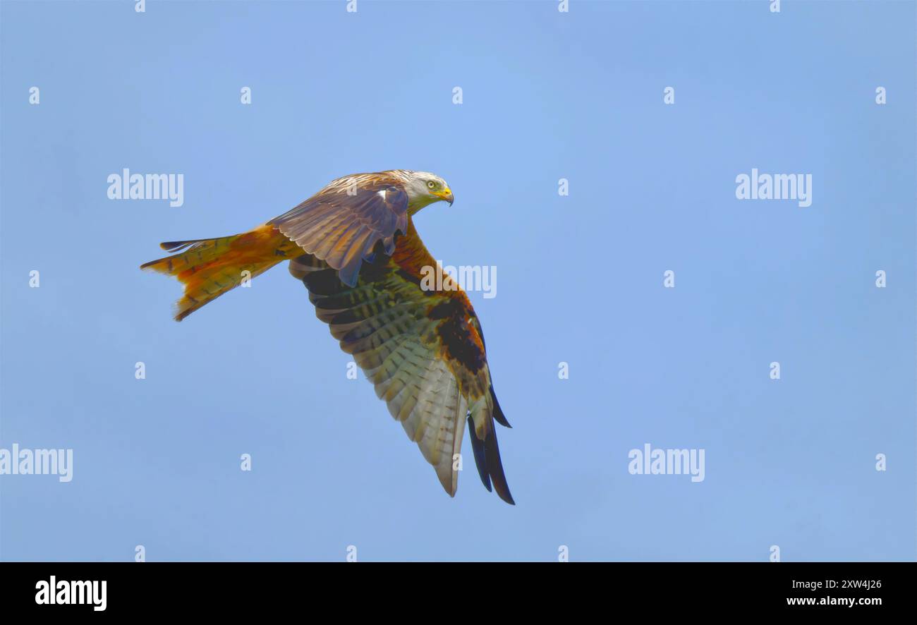 Female red kite hi-res stock photography and images - Alamy