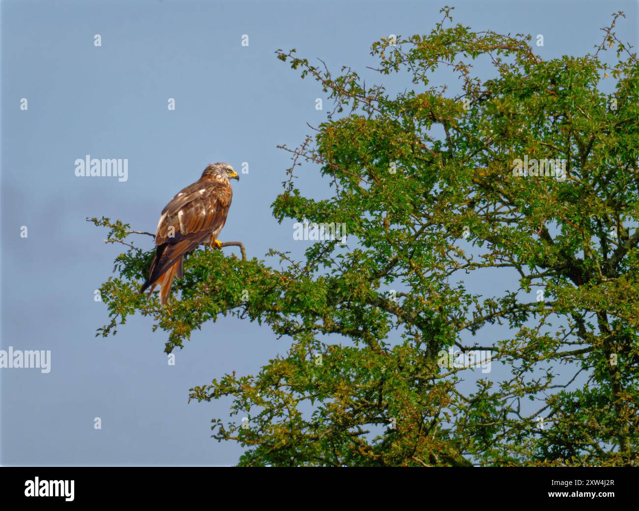 Forest trees backdrop for red kite in flight hi-res stock photography ...
