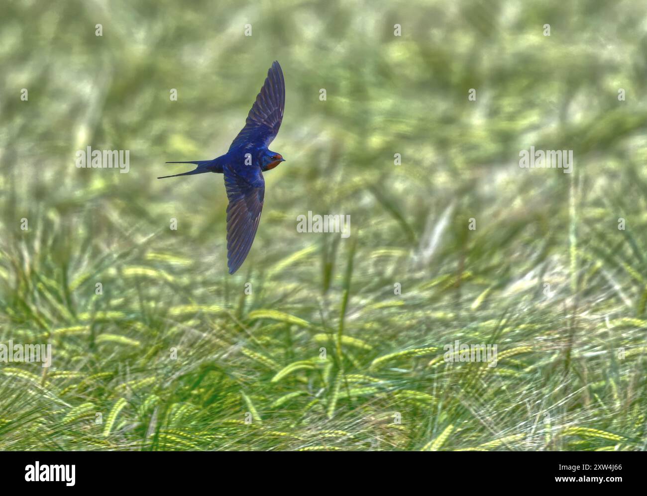 Swallows perched on a wire hi-res stock photography and images - Alamy