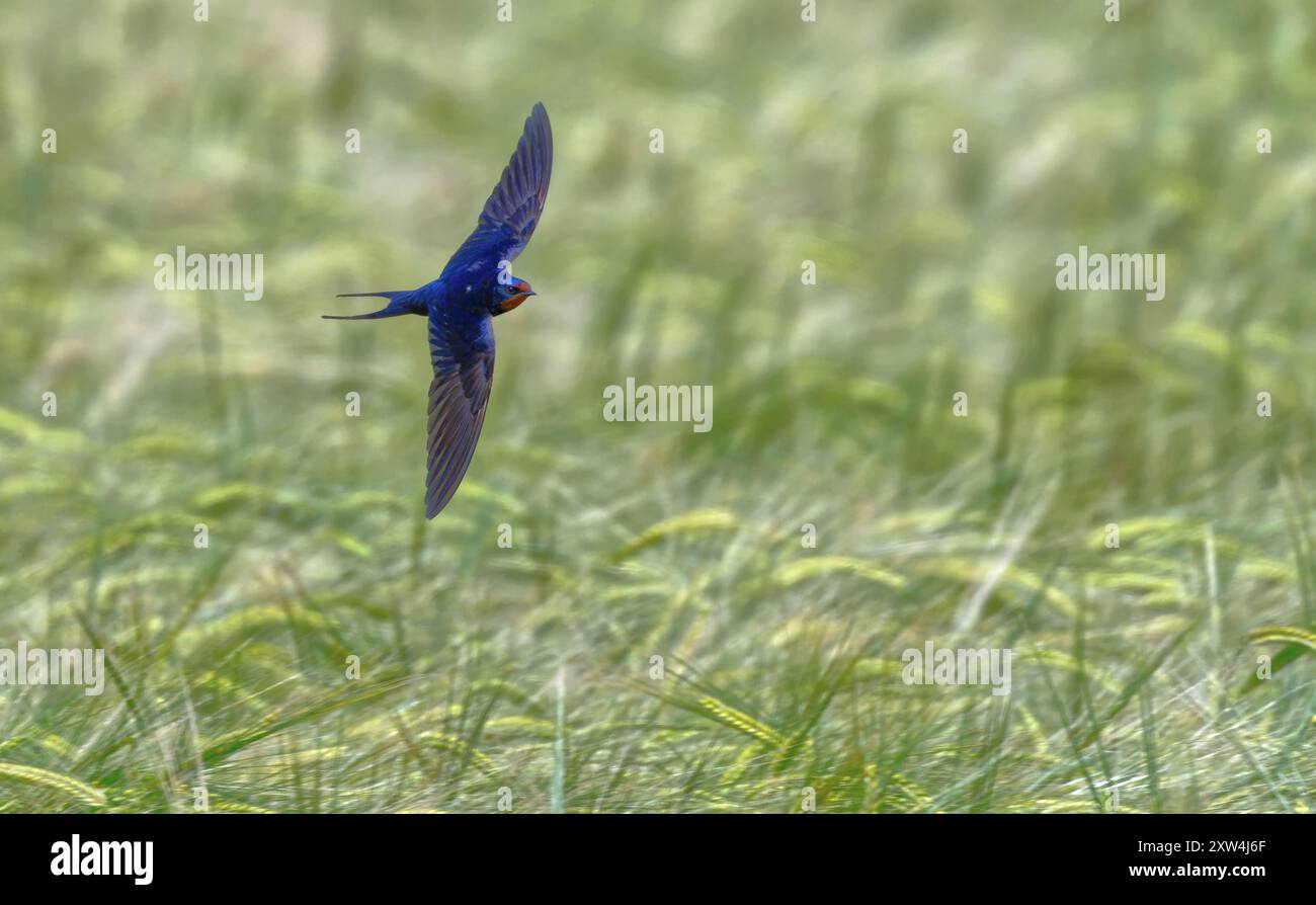 Barn swallows in flight hi-res stock photography and images - Alamy