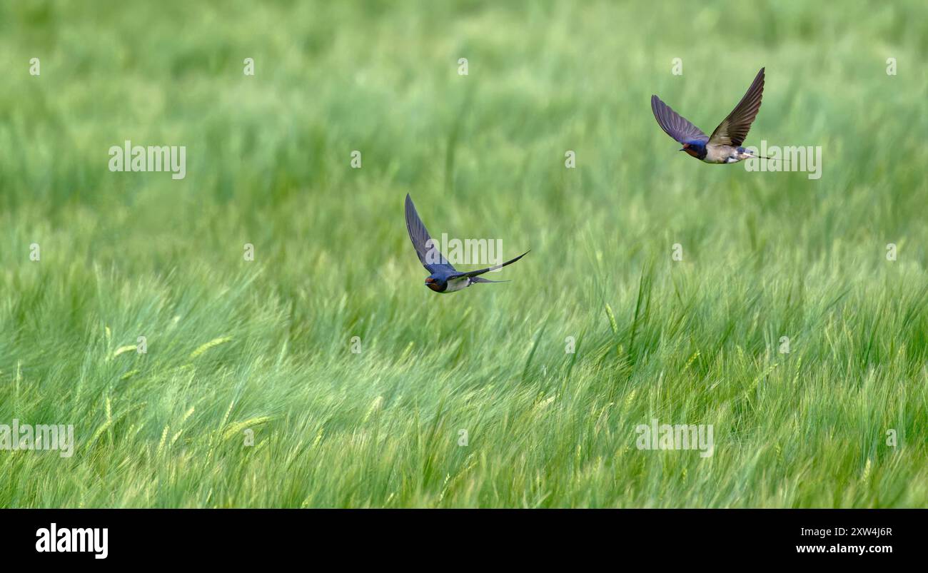 Barn swallows in flight hi-res stock photography and images - Alamy