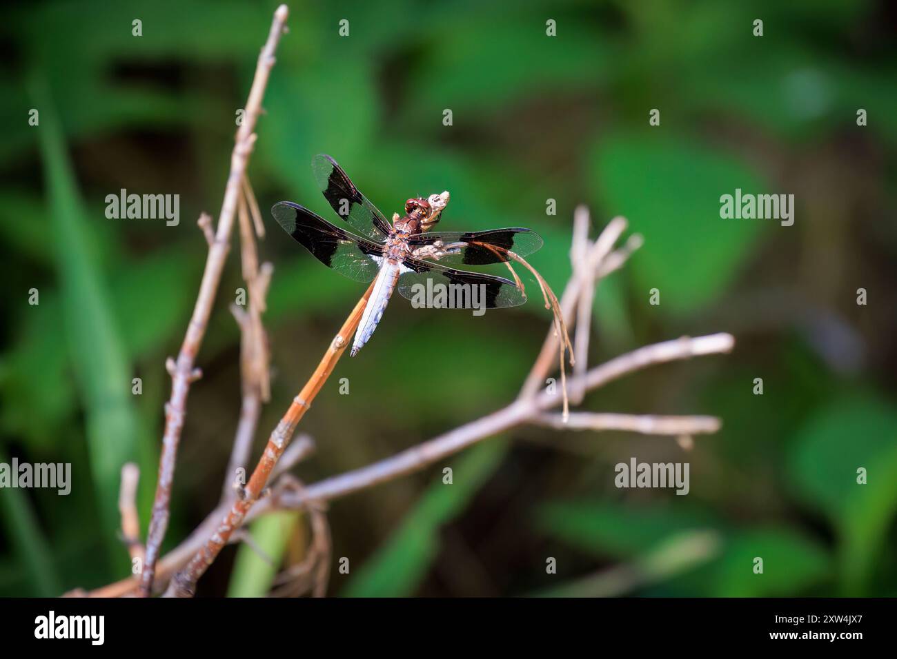 Common Whitetail Skimmer (Plathemis lydia) male resting on a plant ...