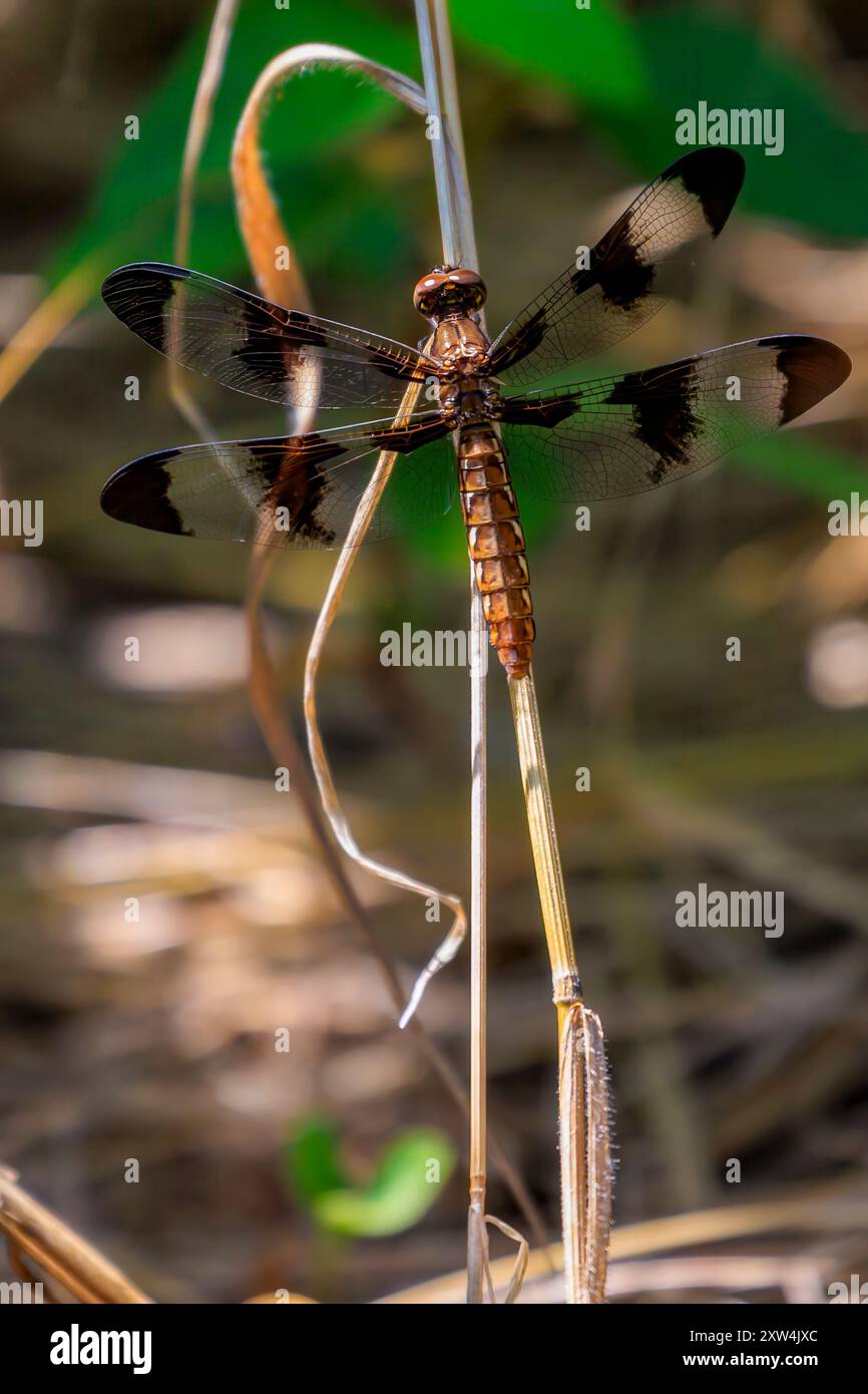 Female common whitetail skimmer hi-res stock photography and images - Alamy