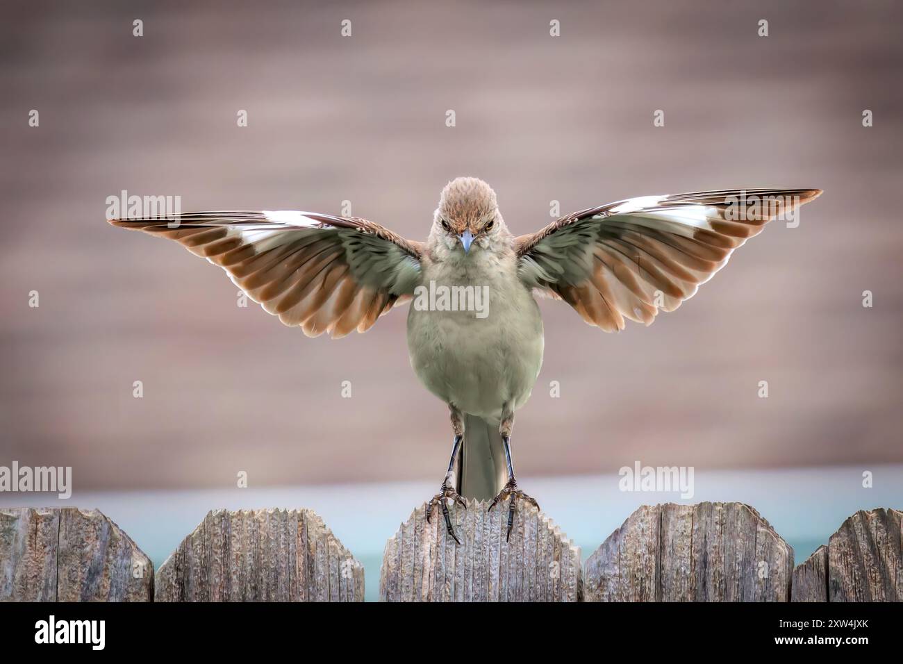 Bird wing display hi-res stock photography and images - Alamy