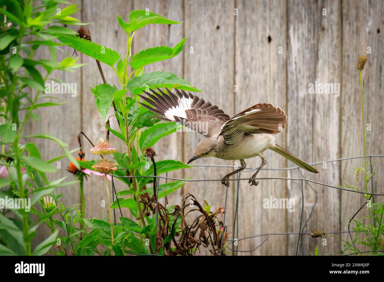 Bird wing display hi-res stock photography and images - Alamy
