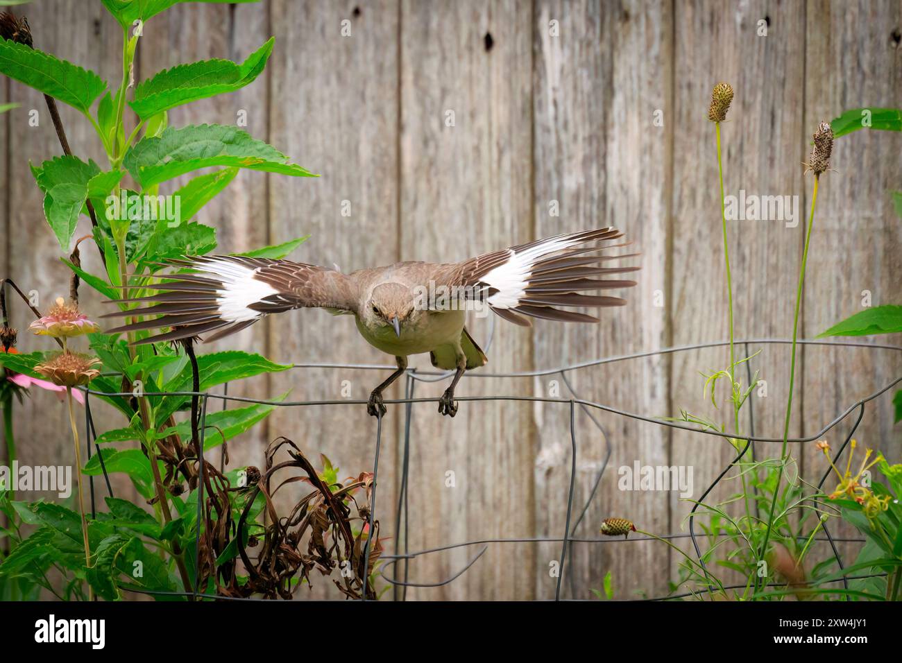 Bird wing display hi-res stock photography and images - Alamy