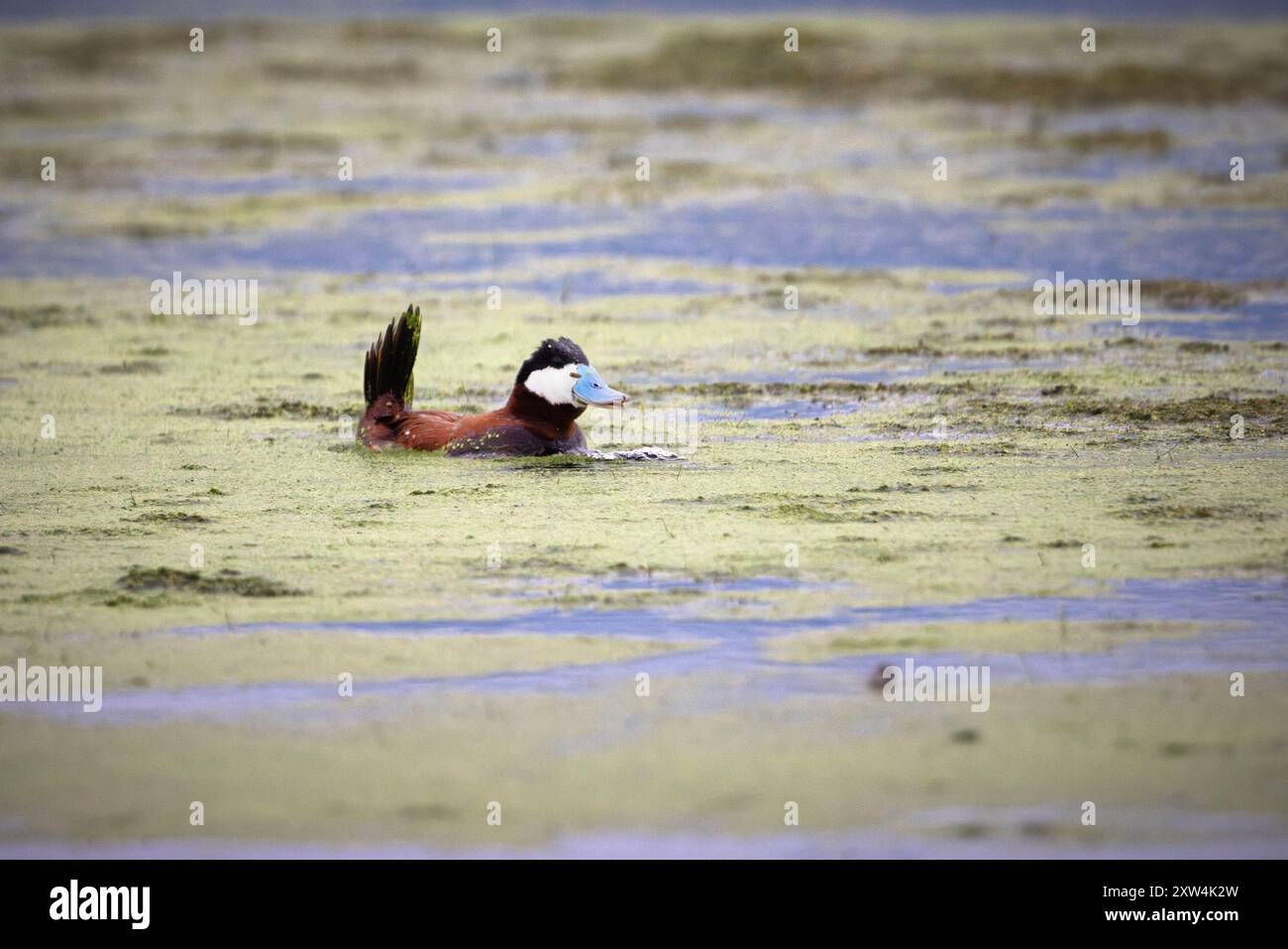 A ruddy duck swimming through a still pond. South Park Wildlife Habitat ...