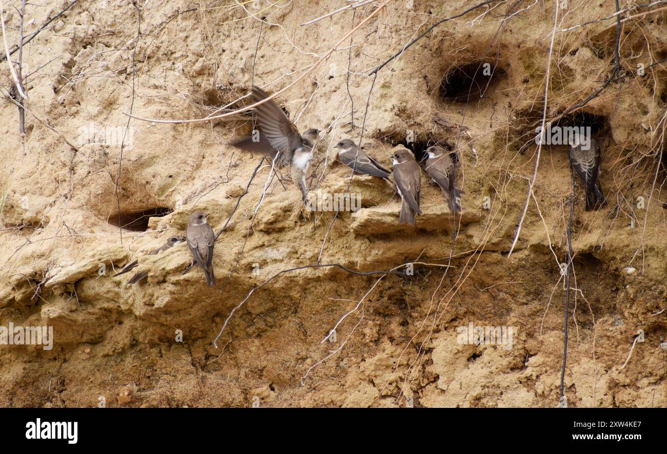 Sand Martins gathered around nests in sand dunes Stock Photo - Alamy