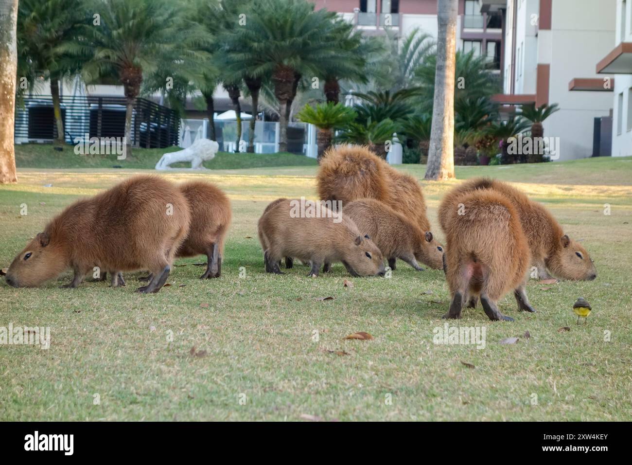 large group of capybaras, Hydrochoerus hydrochaeris, feeding in ...
