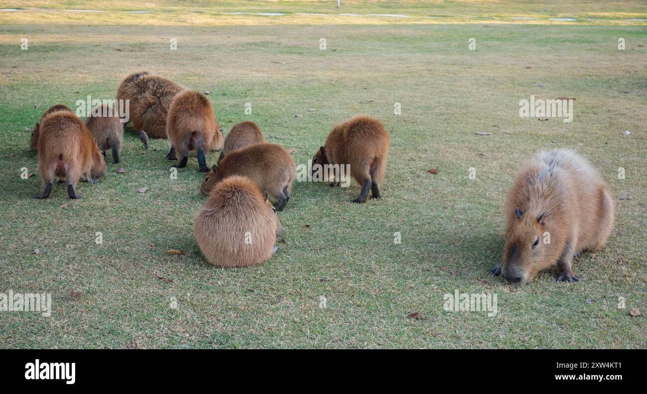 family of capybaras, Hydrochoerus hydrochaeris, feeding on grass Stock ...