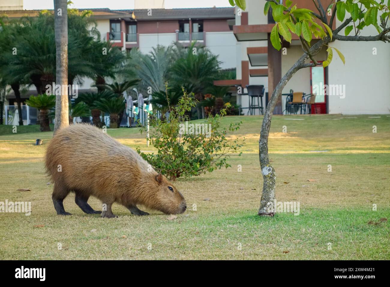 adult capybara, Hydrochoerus hydrochaeris, feeding in condominium area ...