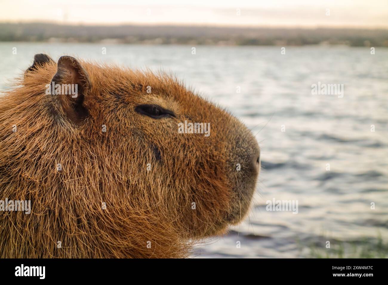 closeup view of adult capybara, Hydrochoerus hydrochaeris, on the edge ...
