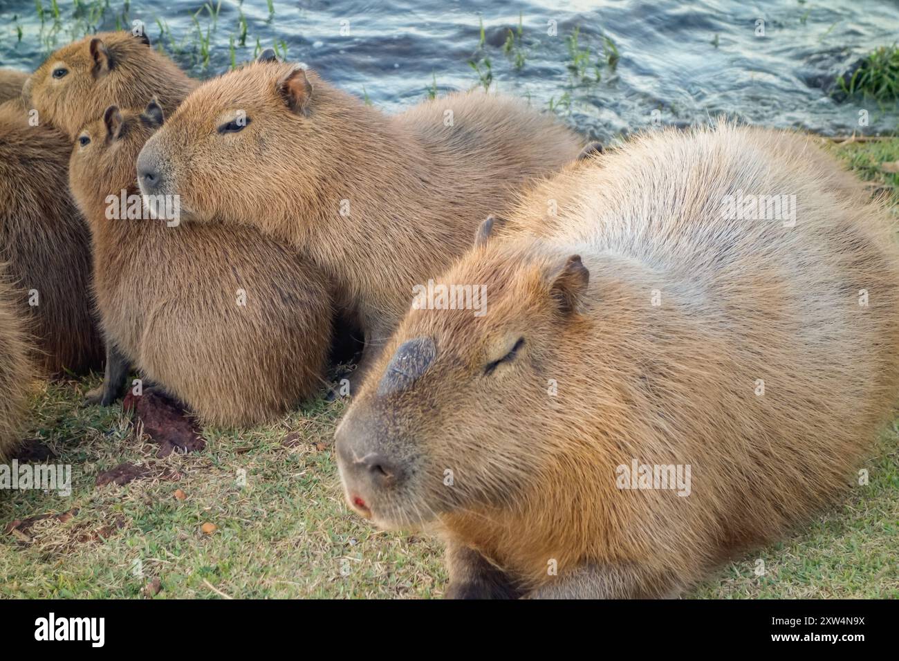 family of capybaras, Hydrochoerus hydrochaeris, on the edge of lake ...